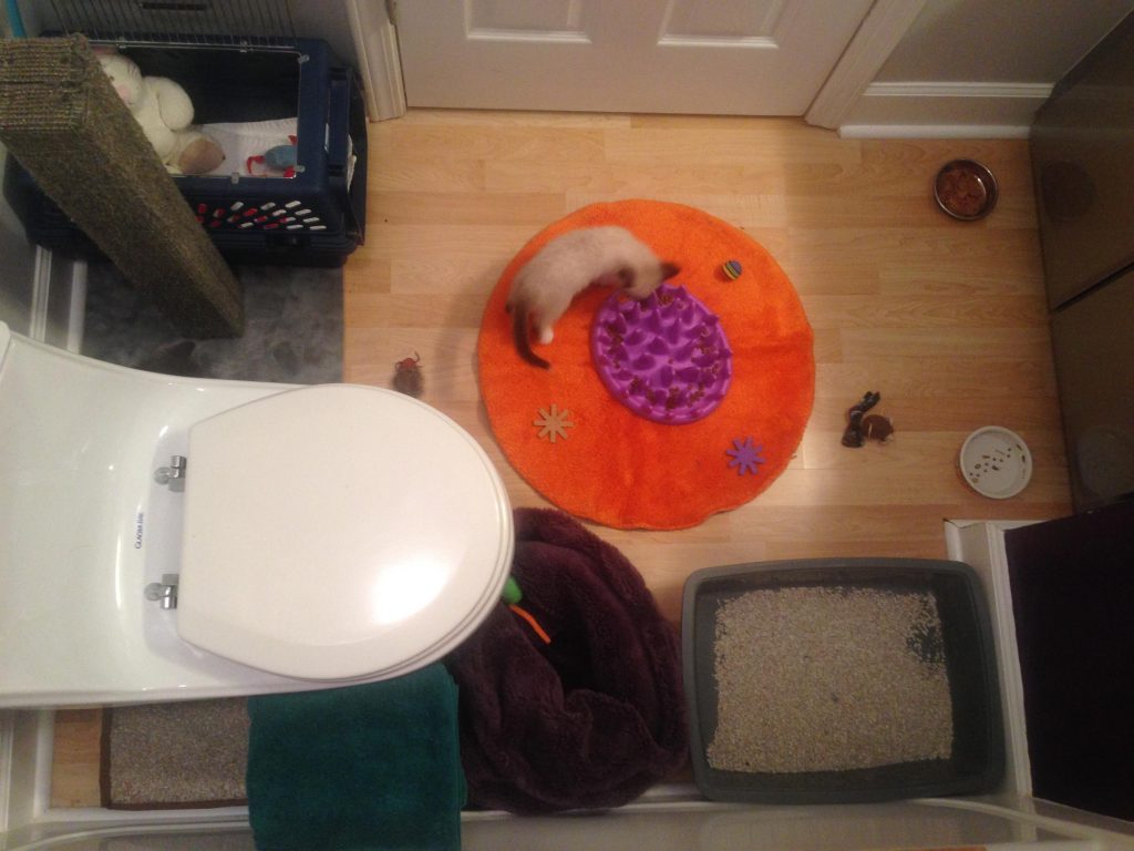 How to Introduce a Cat to a New Environment - Paws Whiskers & Claws ...